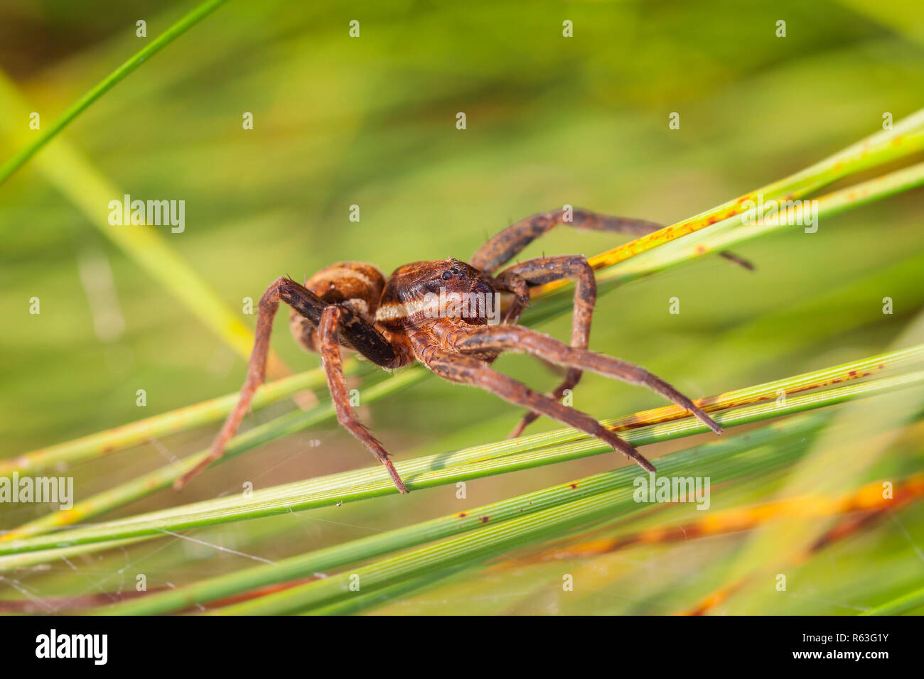 barred hunting spider - dolomedes fimbriatus Stock Photo - Alamy