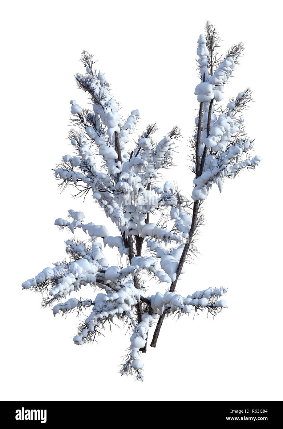 Snow covered bush Cut Out Stock Images & Pictures - Alamy