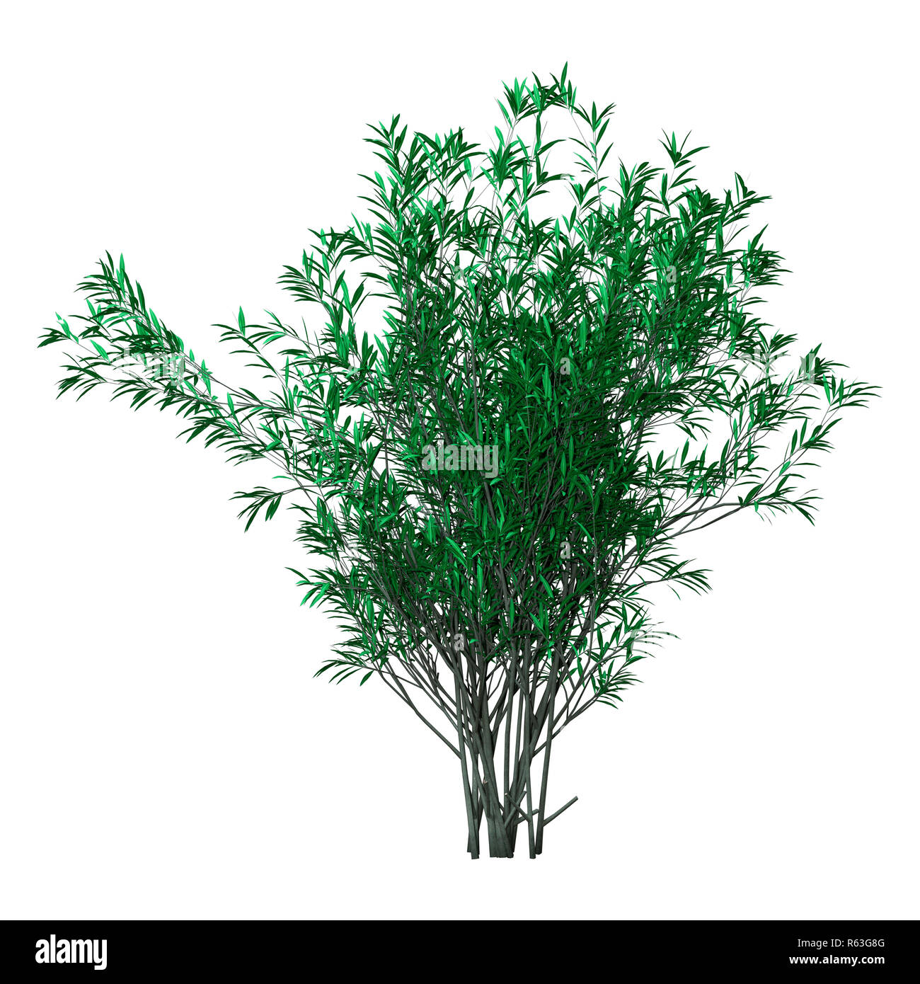 3D Rendering Bush Oleander on White Stock Photo - Alamy