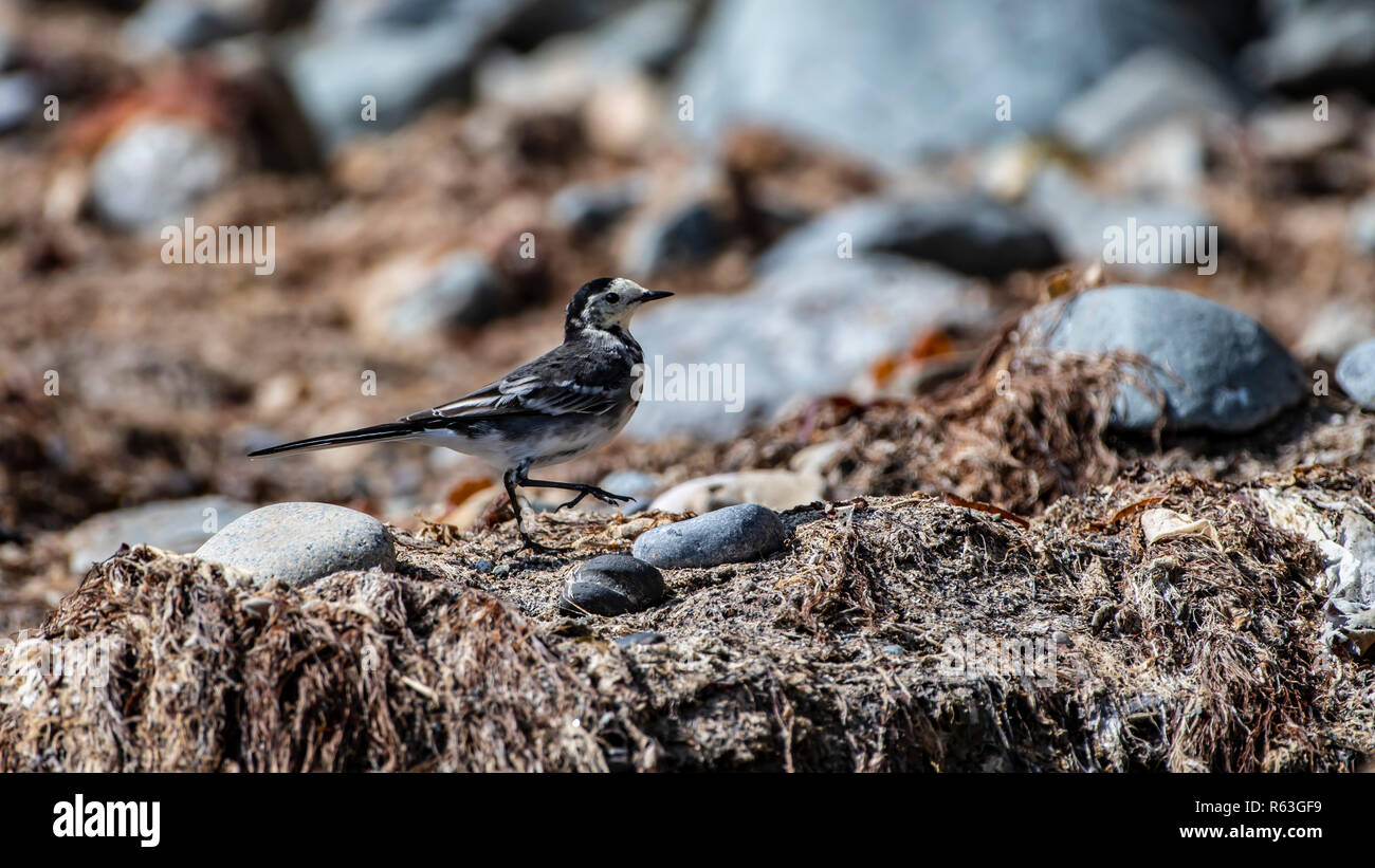 Pied Wagtail On Beach High Resolution Stock Photography and Images - Alamy