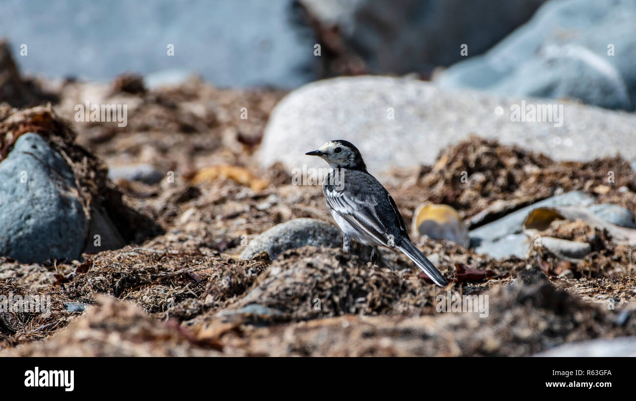 Pied (white) wagtail, searching for food on the shores of Irish Sea ...