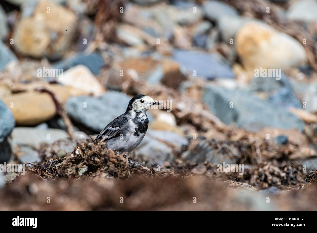 Pied (white) wagtail, searching for food on the shores of Irish Sea ...