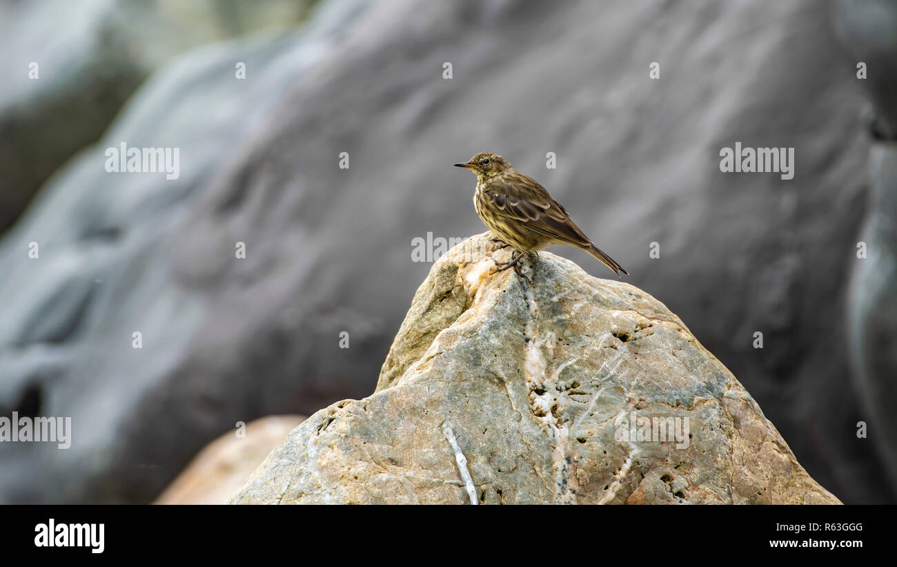 Rock Pipits Anthus Petrosus High Resolution Stock Photography and ...