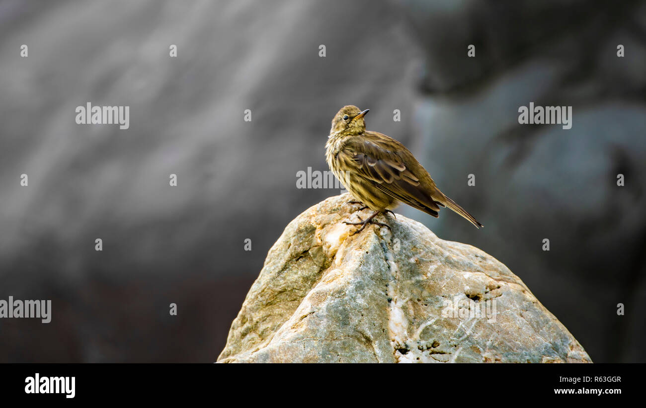 Rock Pipits Anthus Petrosus High Resolution Stock Photography and ...