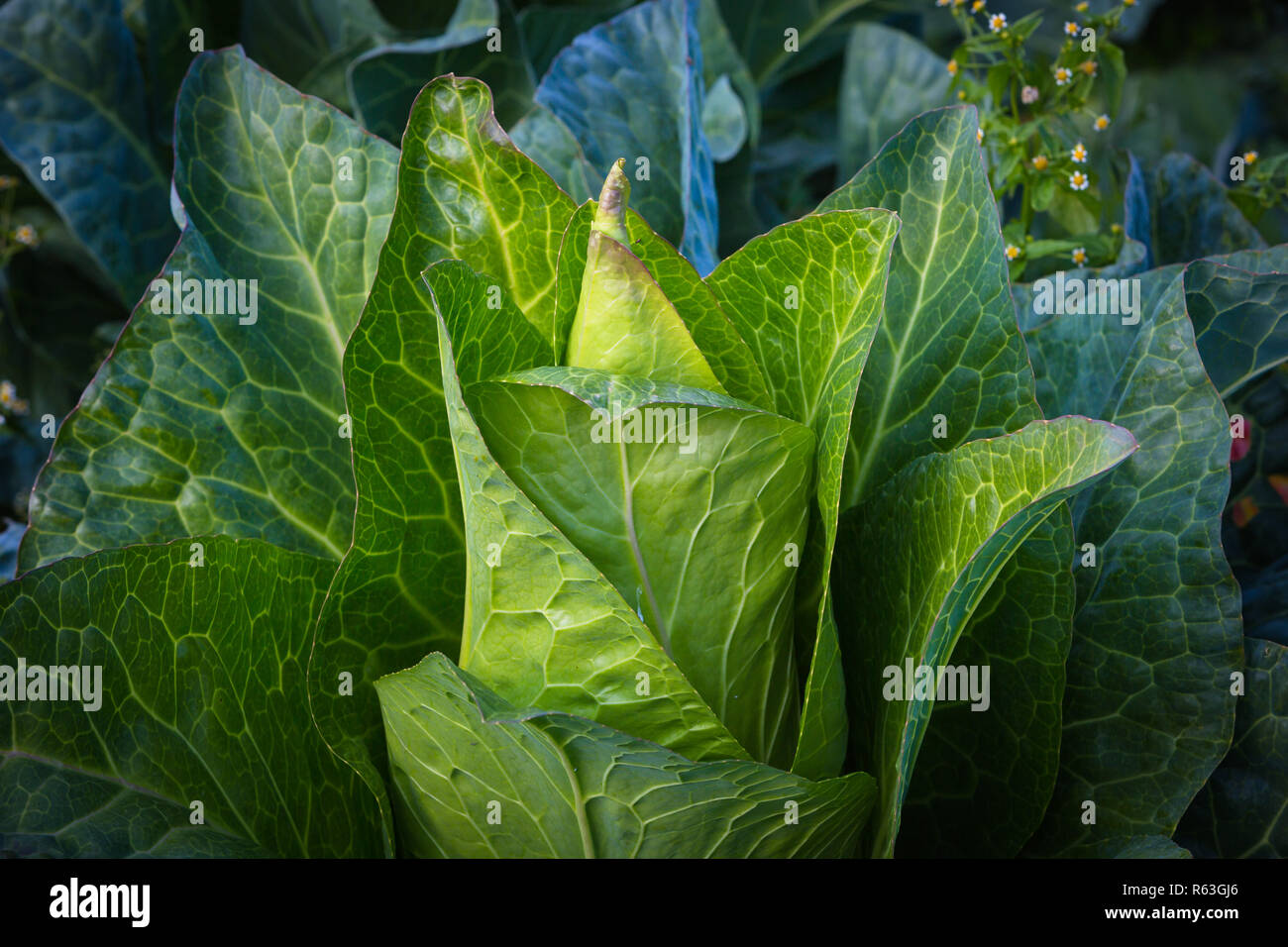 Spitzkraut High Resolution Stock Photography and Images - Alamy