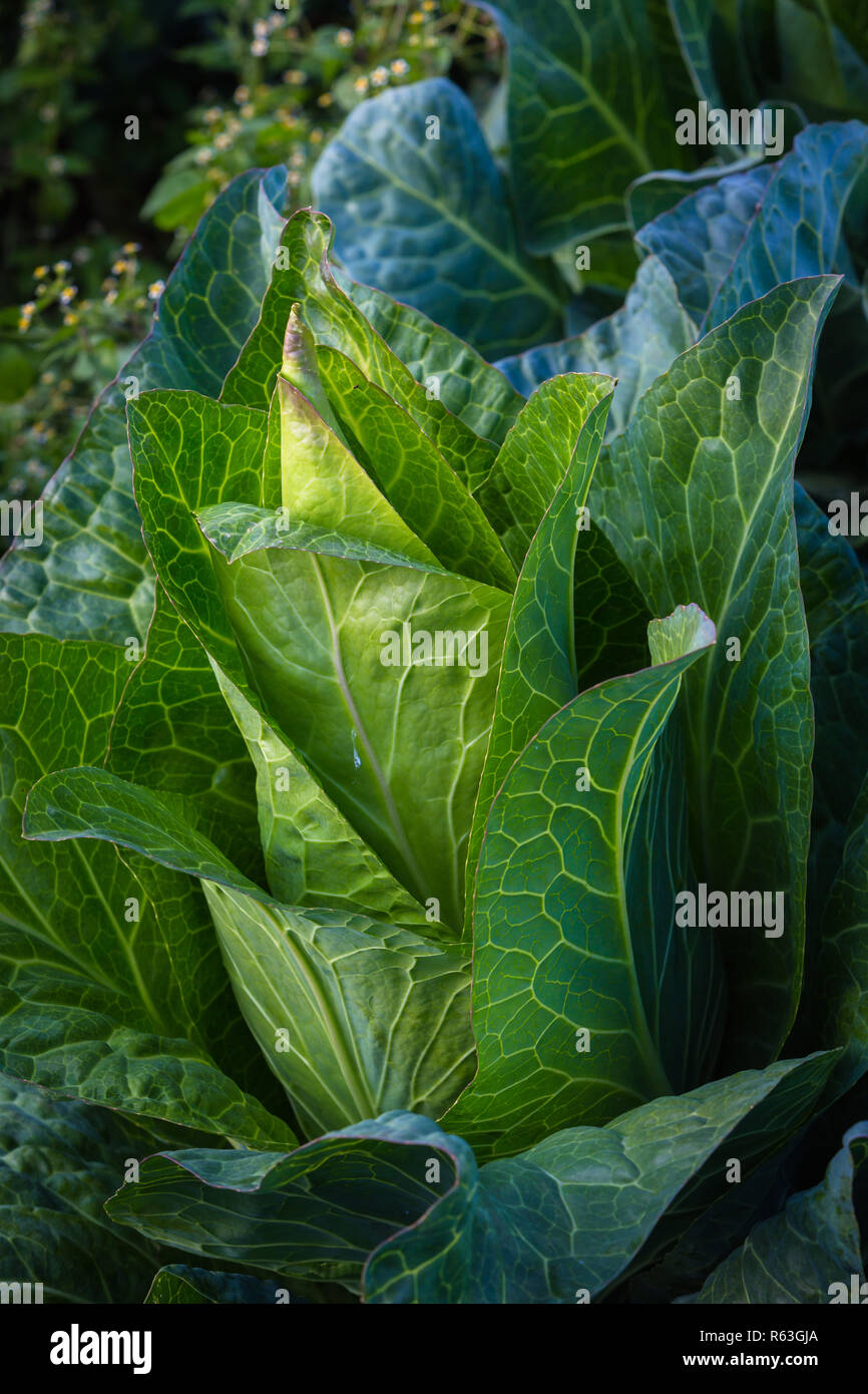 Spitzkraut auf der Filderebene Stock Photo - Alamy