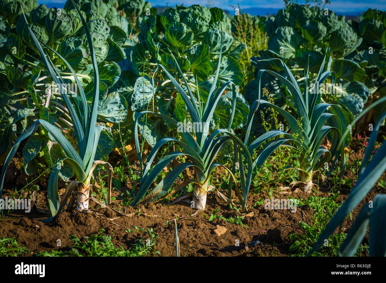 Kohl lauch hi-res stock photography and images - Alamy