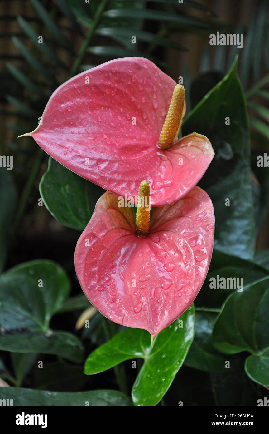 Two beautiful pink flamingo lilies covered in waterdrops Stock Photo ...