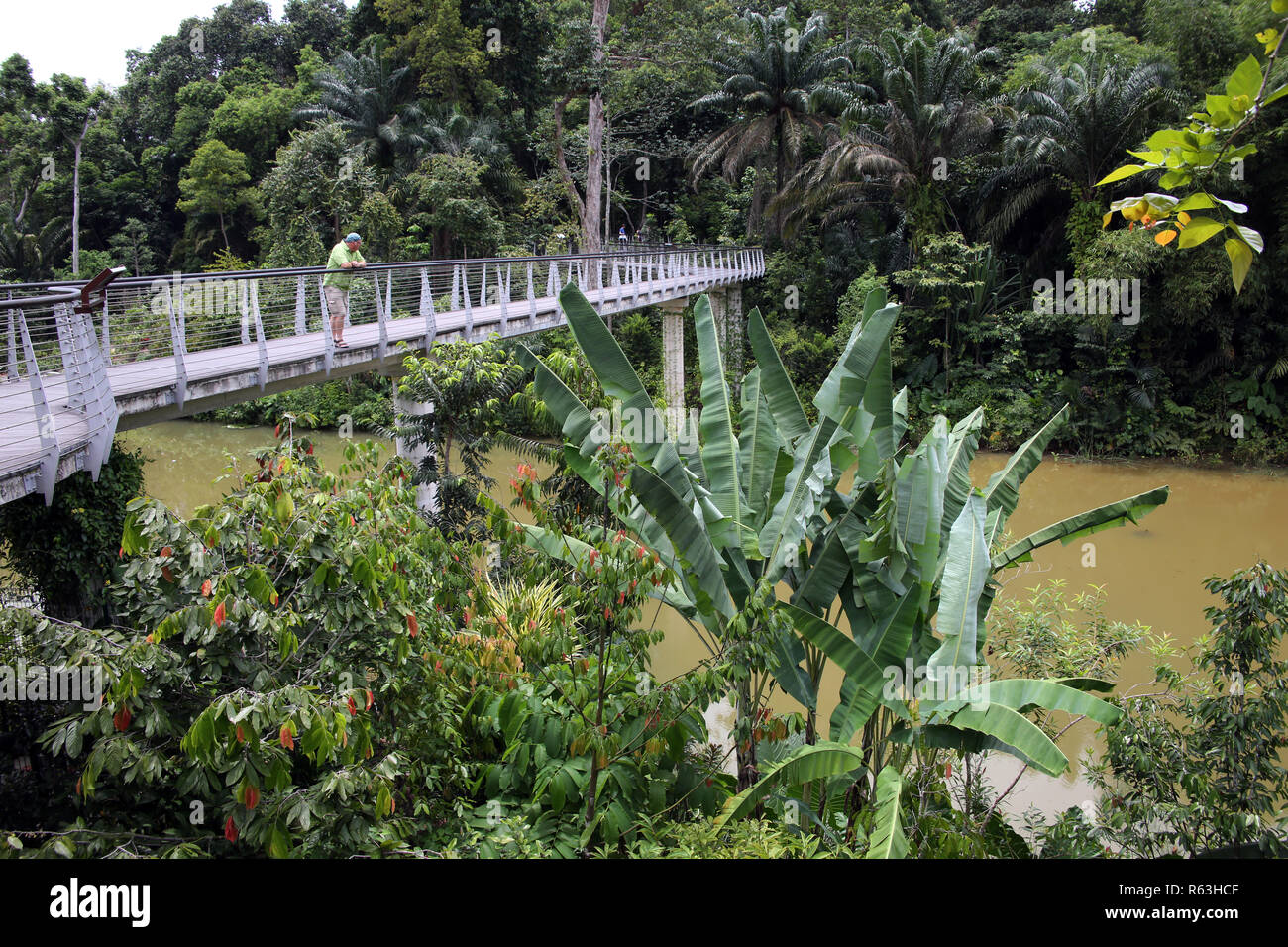 Tropenwald hi-res stock photography and images - Alamy