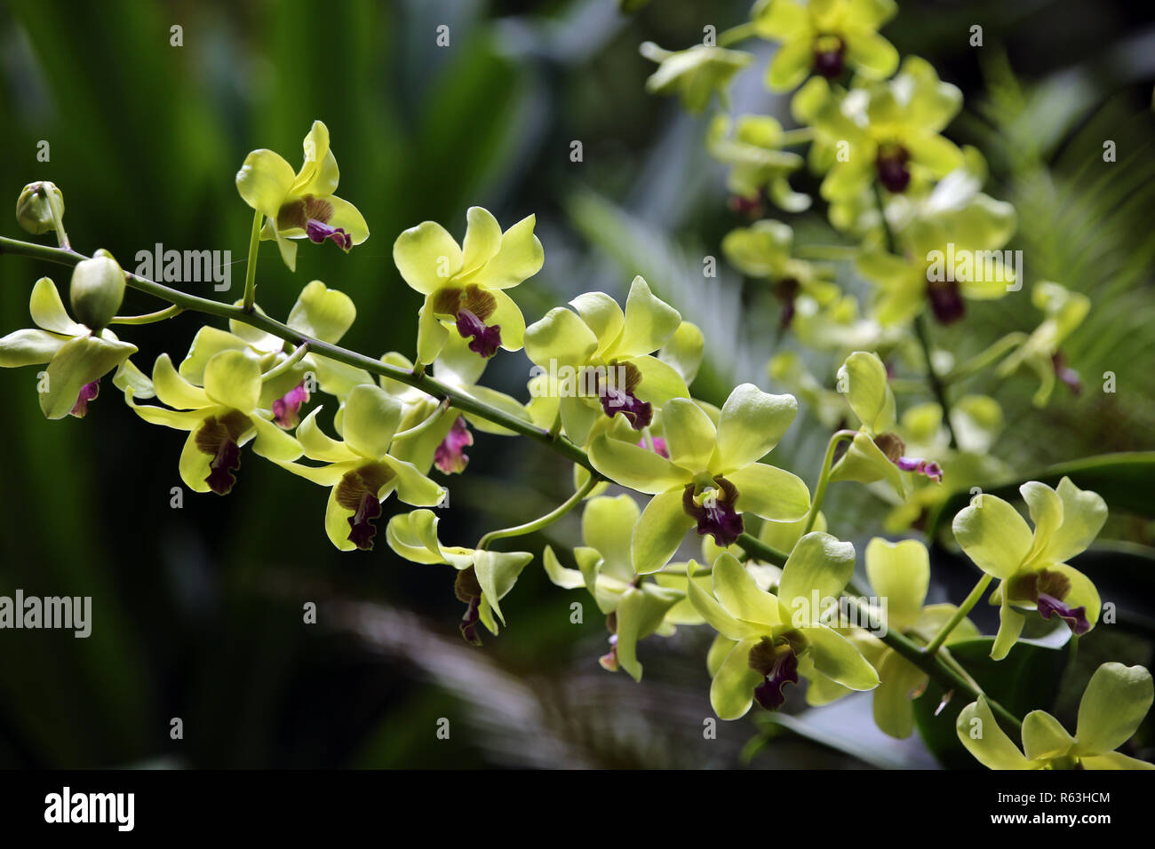 Dendrobium anching lubag hi-res stock photography and images - Alamy