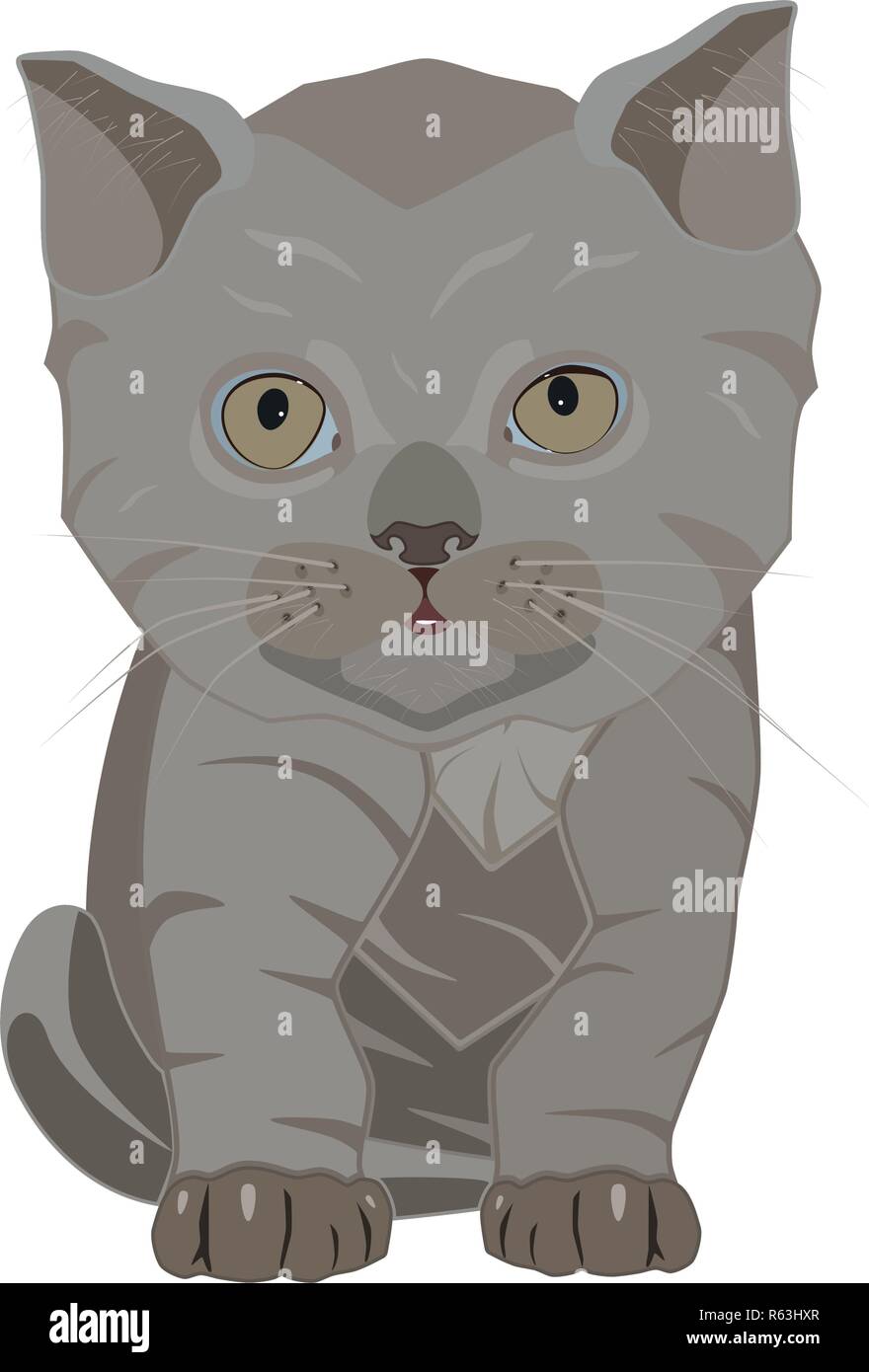 British shorthair breed sad kitten vector flat illustration Stock ...