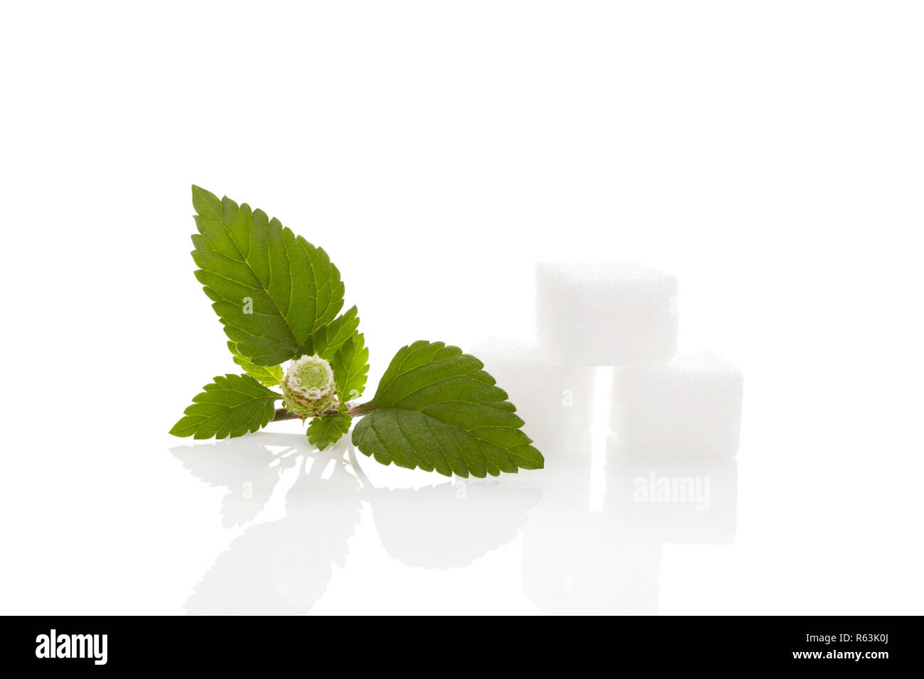 Fresh Aztec sweet herb Lippia Dulcis Stock Photo - Alamy