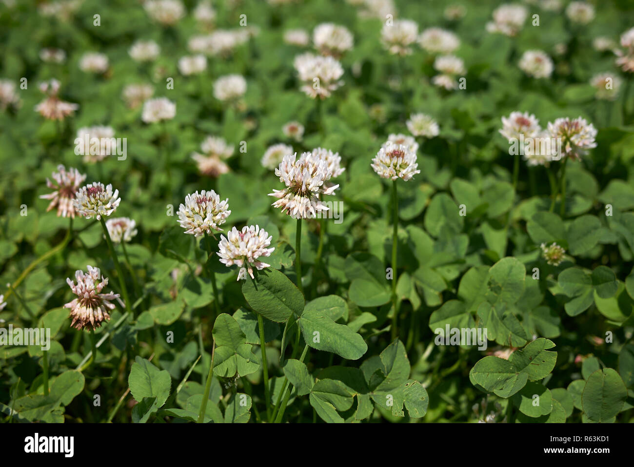 Trifolium repens close up Stock Photo - Alamy