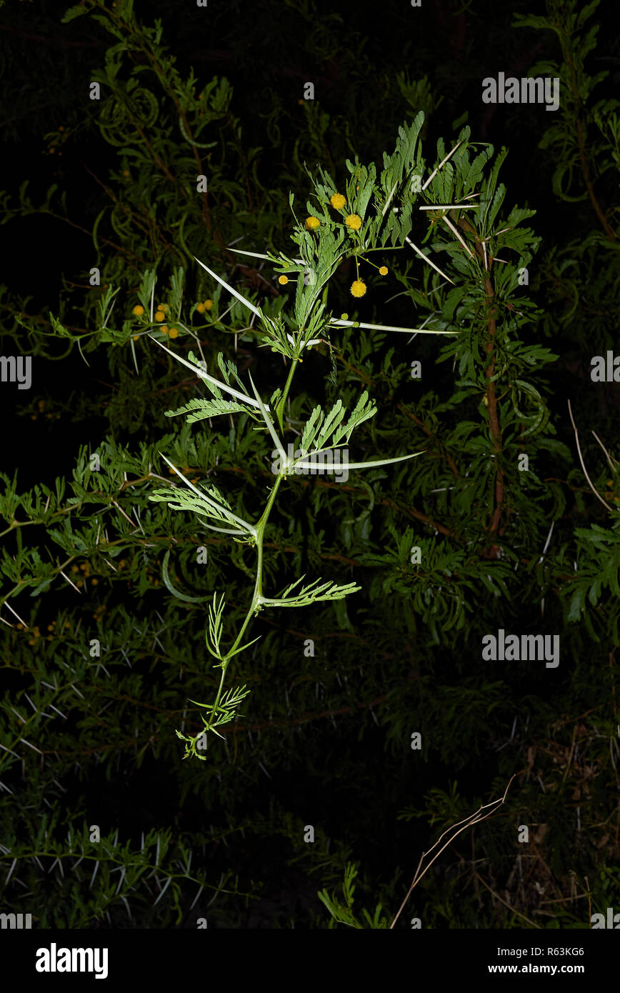 Vachellia acacia karroo hi-res stock photography and images - Alamy