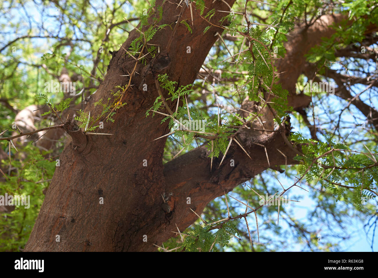 Vachellia acacia karroo hi-res stock photography and images - Alamy