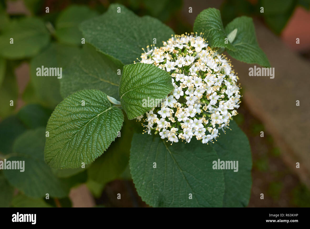 Viburnum lantana white flowers Stock Photo - Alamy