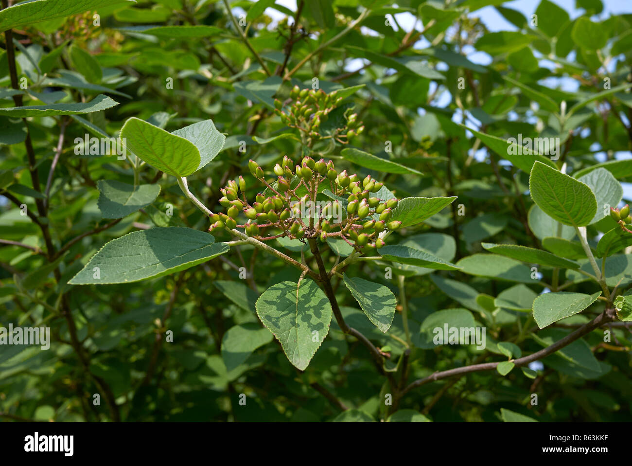 Viburnum lantana leaf hi-res stock photography and images - Alamy