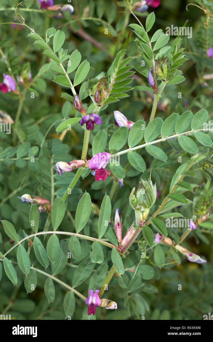 Vicia sativa hi-res stock photography and images - Alamy