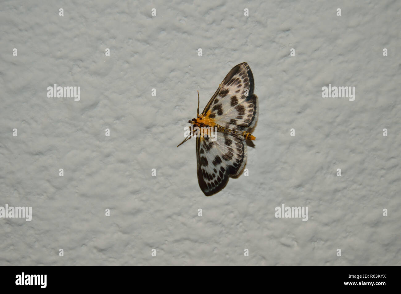 Moth on wall hi-res stock photography and images - Alamy
