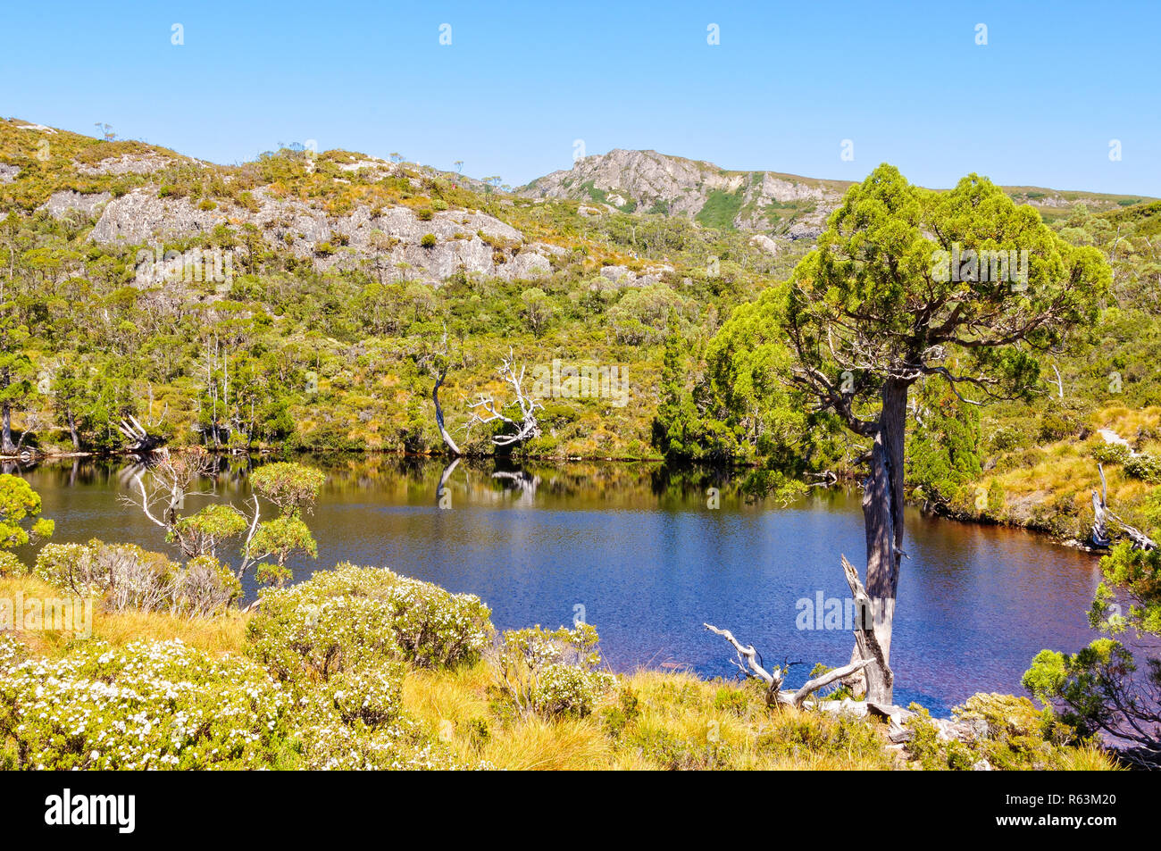Wind battered tree - Cradle Mountain Stock Photo - Alamy
