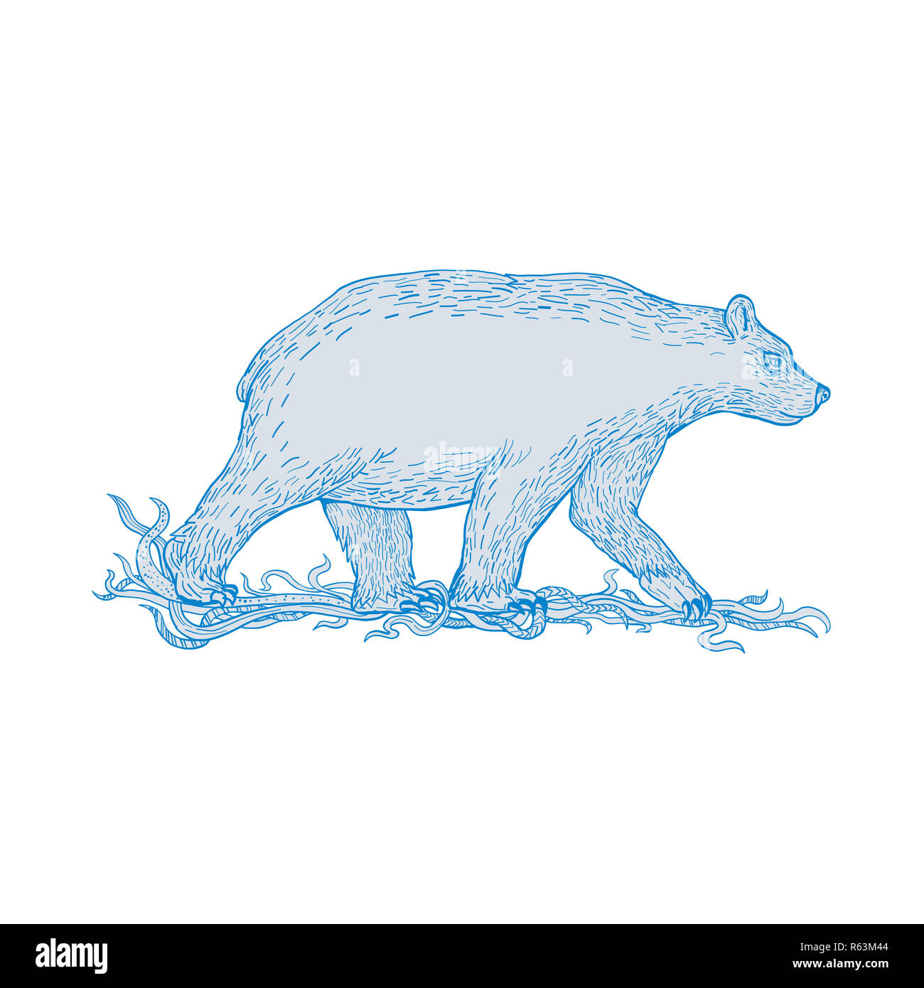 Polar Bear Walking Side Drawing Stock Photo - Alamy