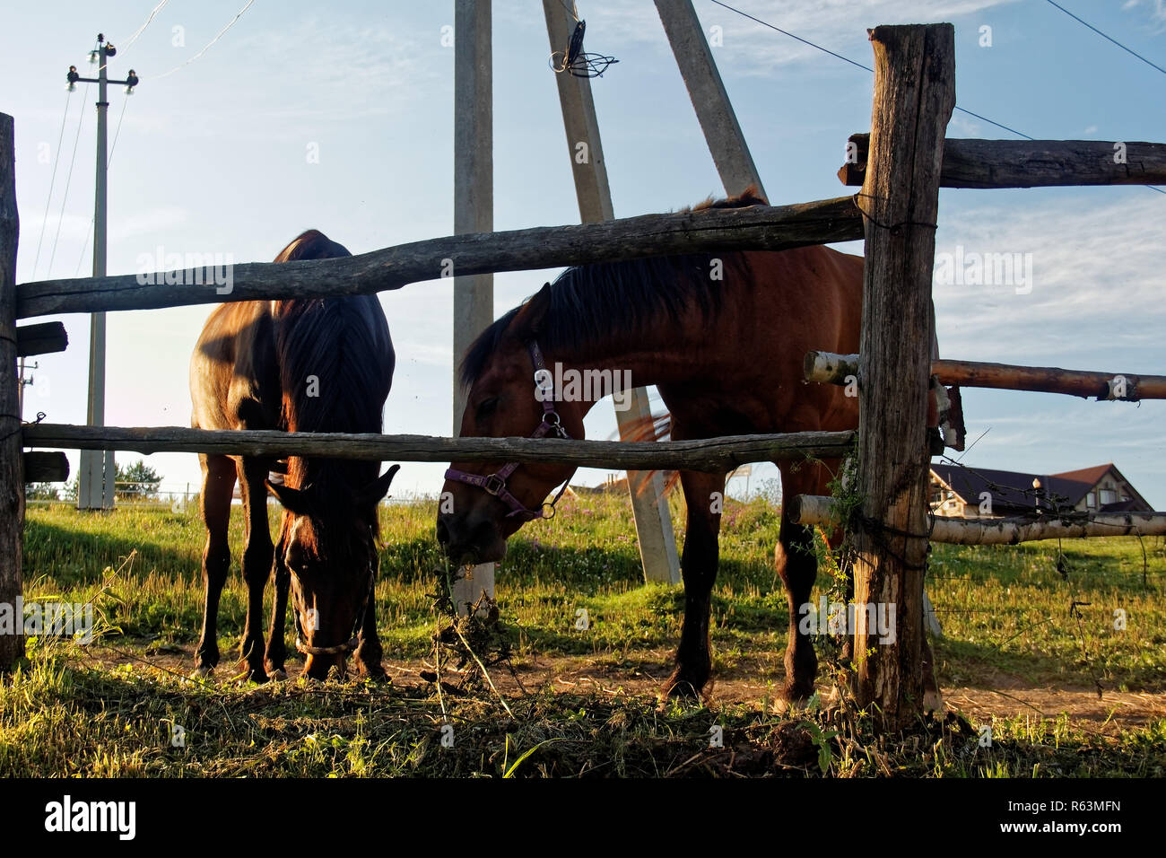 Russian farm on horse hi-res stock photography and images - Alamy