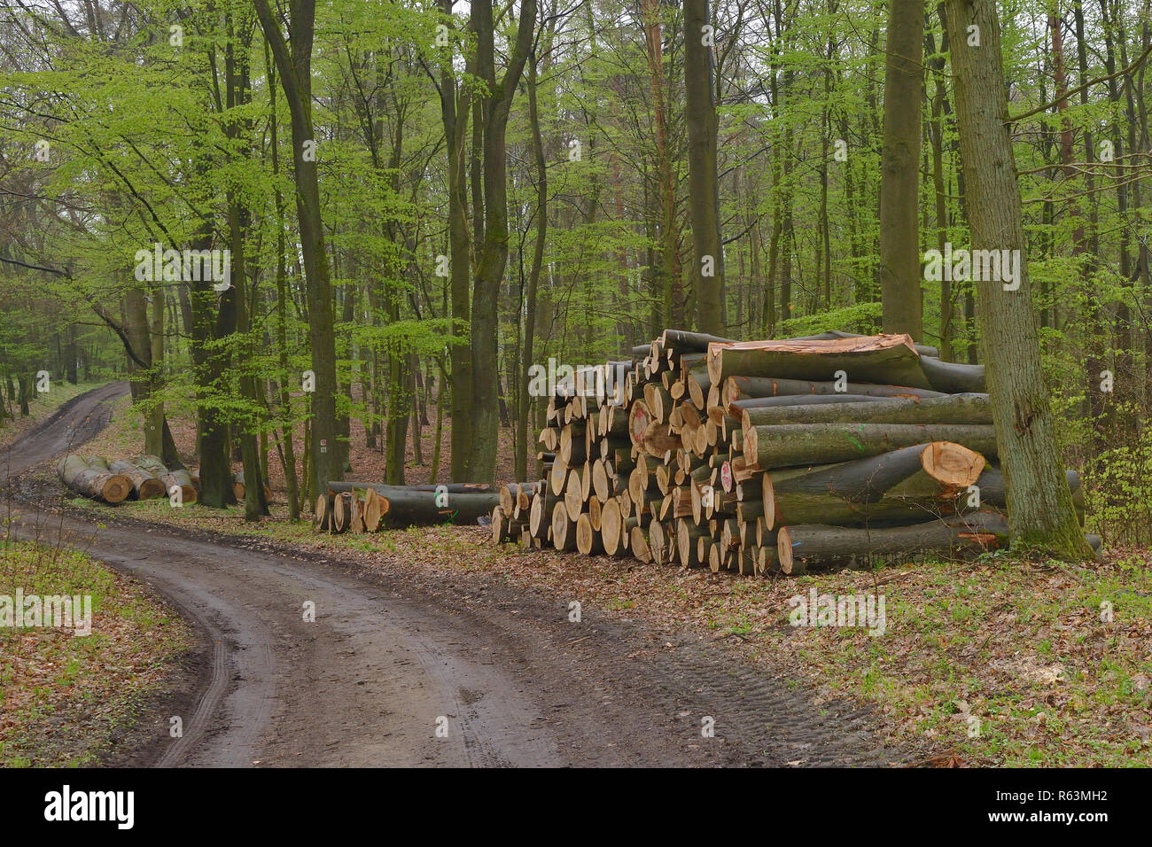 Forest raw material hi-res stock photography and images - Alamy