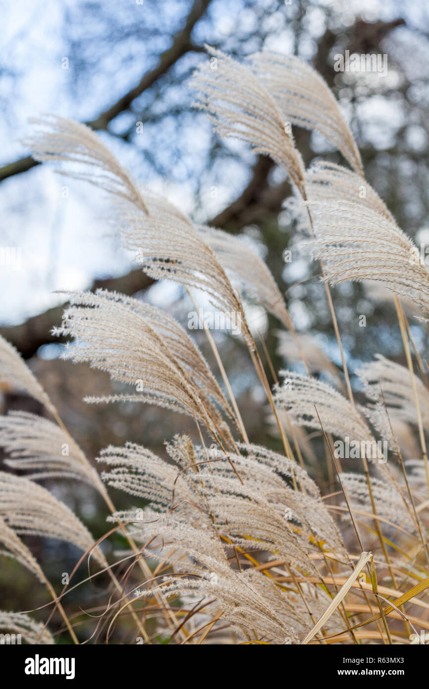 Rushes plant in Clissold Park, Stoke Newington, Hackney, North London ...