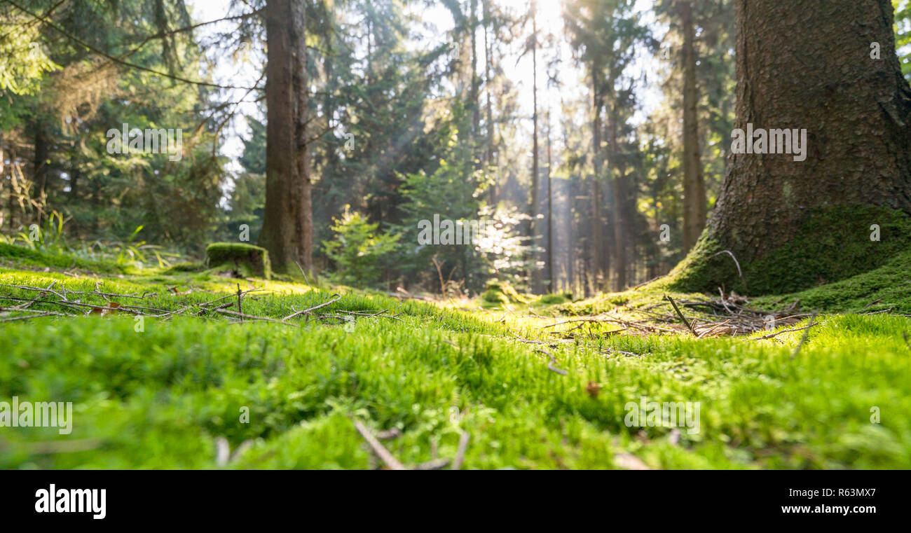 sunny forest scenery Stock Photo - Alamy