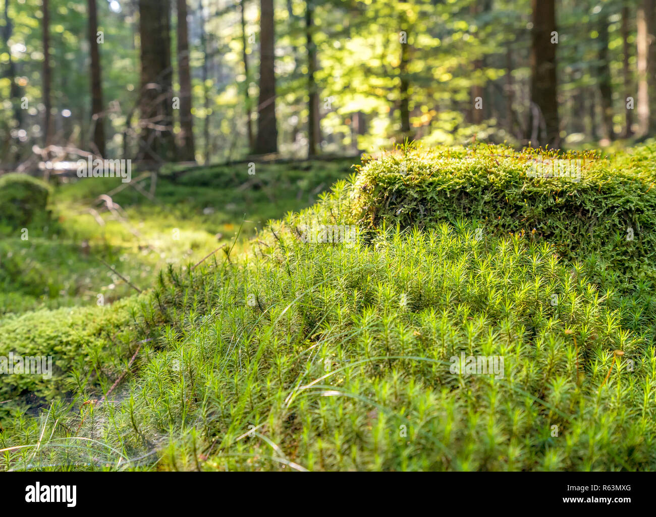 sunny forest scenery Stock Photo - Alamy
