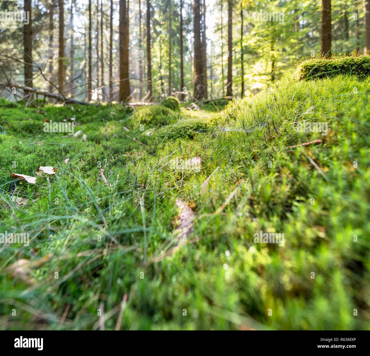 sunny forest scenery Stock Photo - Alamy