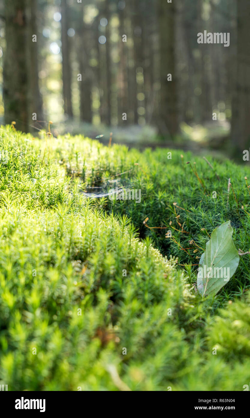sunny forest scenery Stock Photo - Alamy