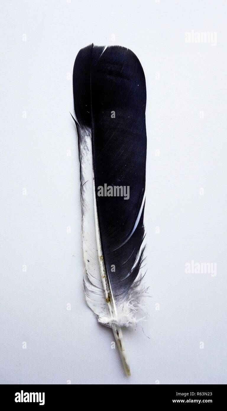 Pigon feather hi-res stock photography and images - Alamy