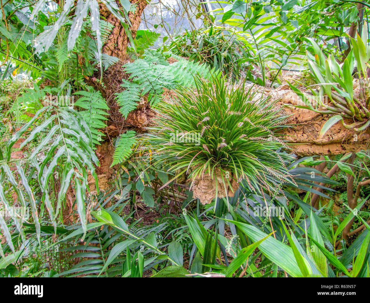 dense jungle vegetation Stock Photo - Alamy