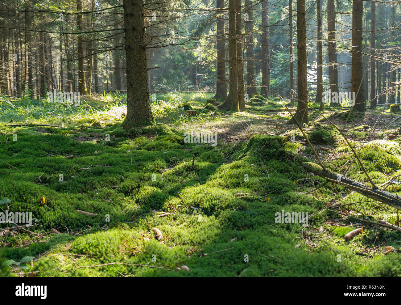 idyllic forest scenery Stock Photo - Alamy