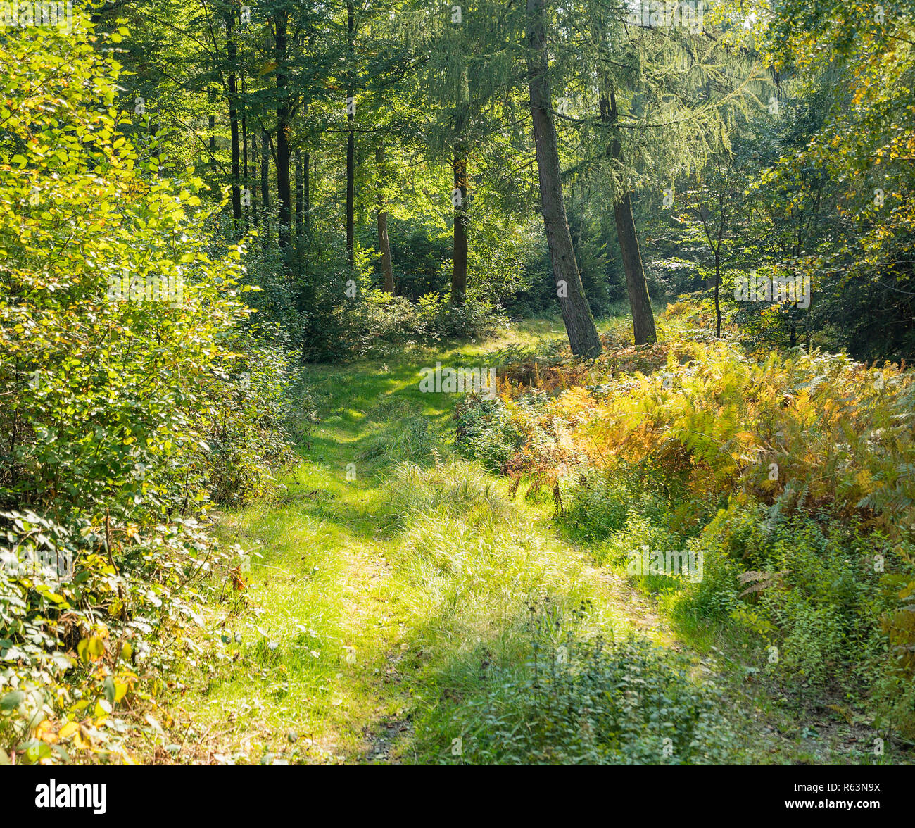 idyllic forest scenery Stock Photo - Alamy