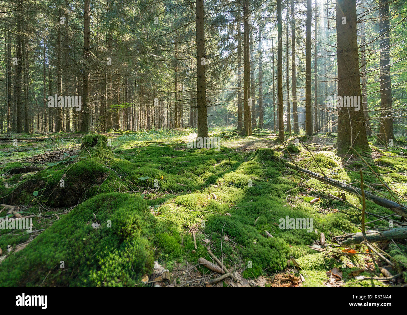 idyllic forest scenery Stock Photo - Alamy
