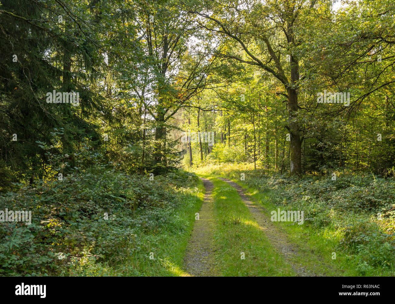 idyllic forest scenery Stock Photo - Alamy