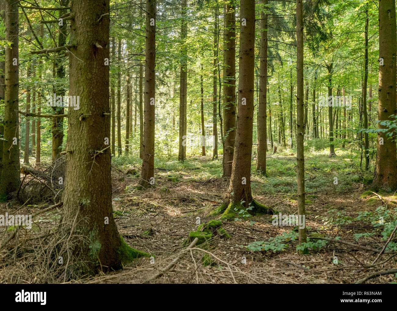 idyllic forest scenery Stock Photo - Alamy