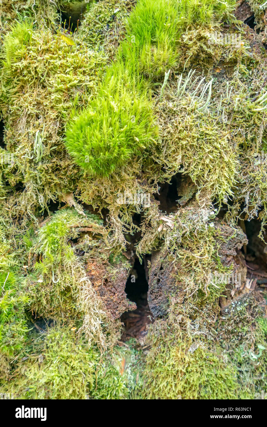 ground cover vegetation Stock Photo - Alamy