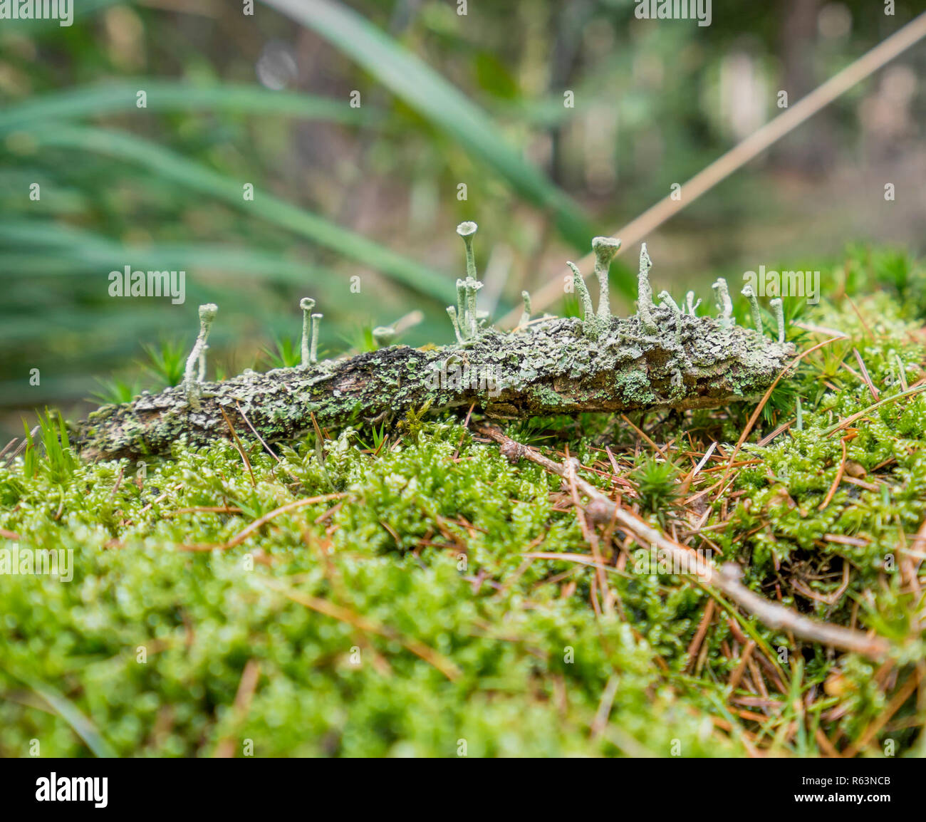ground cover vegetation Stock Photo - Alamy