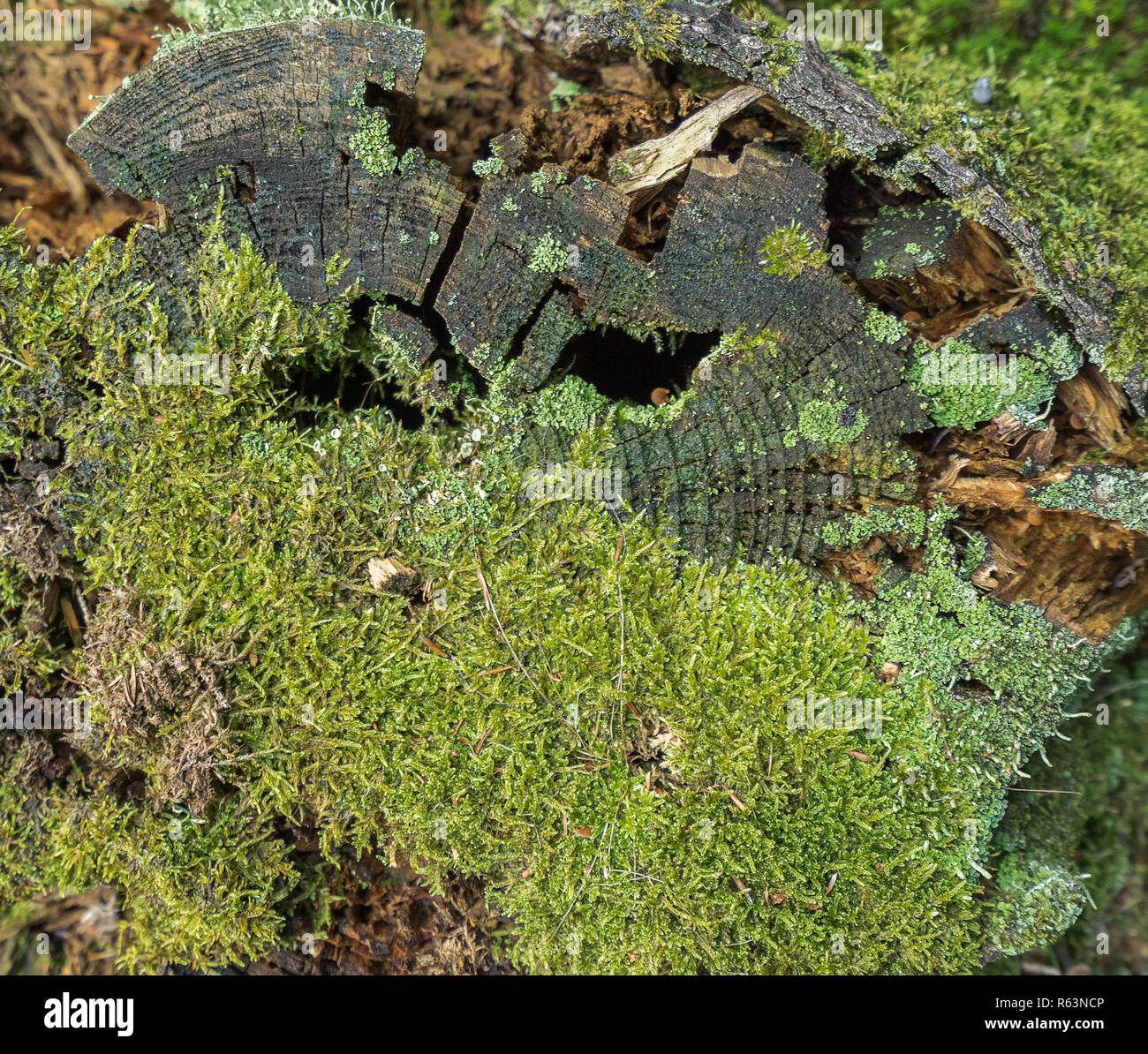 Closeup shot rotting tree hi-res stock photography and images - Alamy