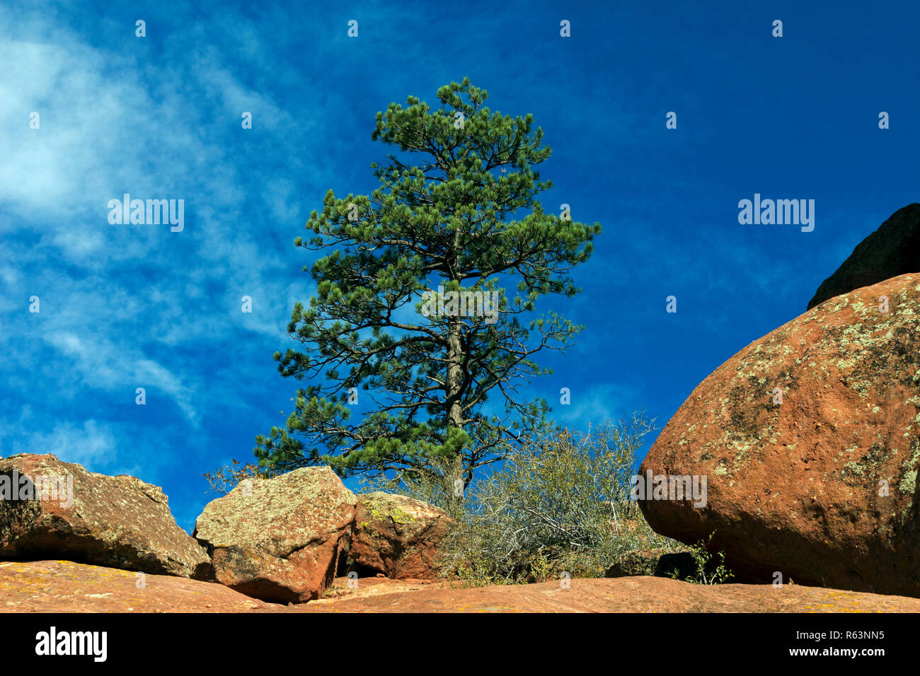 Red rocks pine hi-res stock photography and images - Alamy