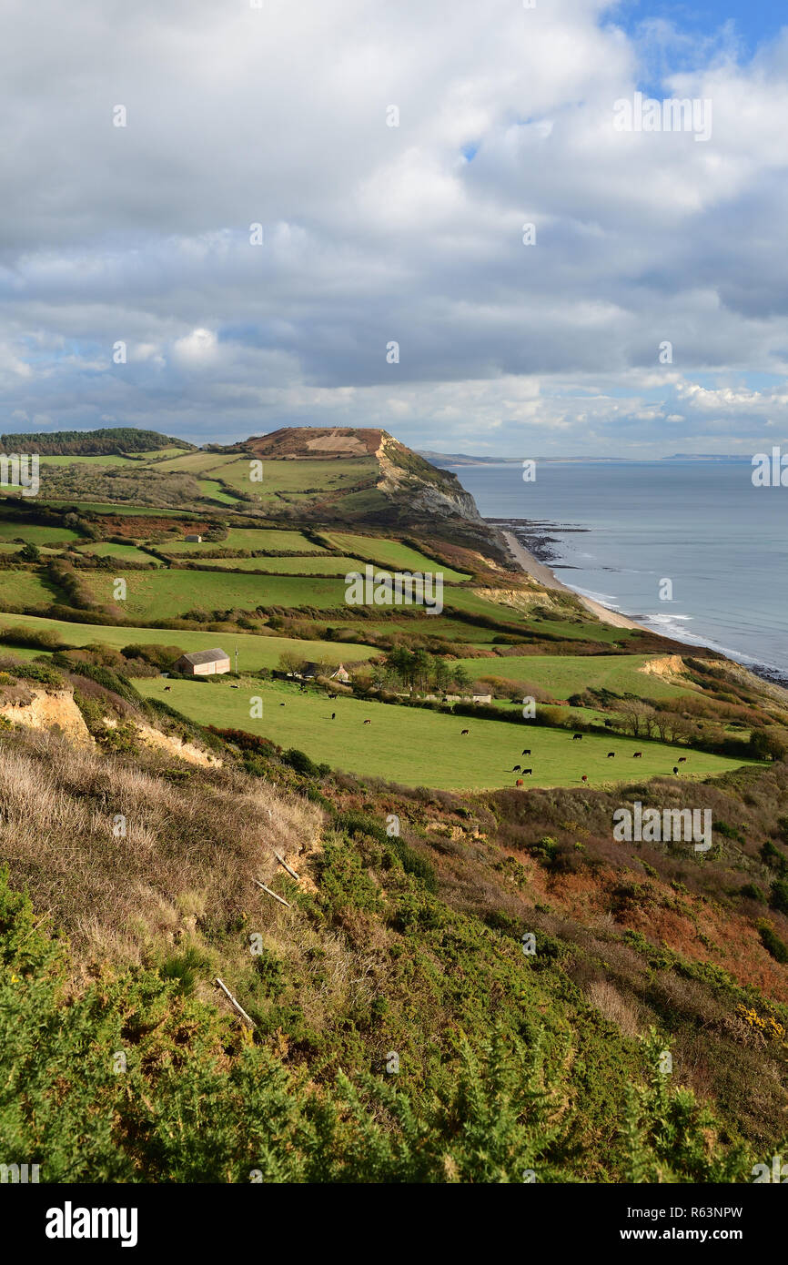 Scenic view of Golden cap mountain in Dorset Stock Photo - Alamy