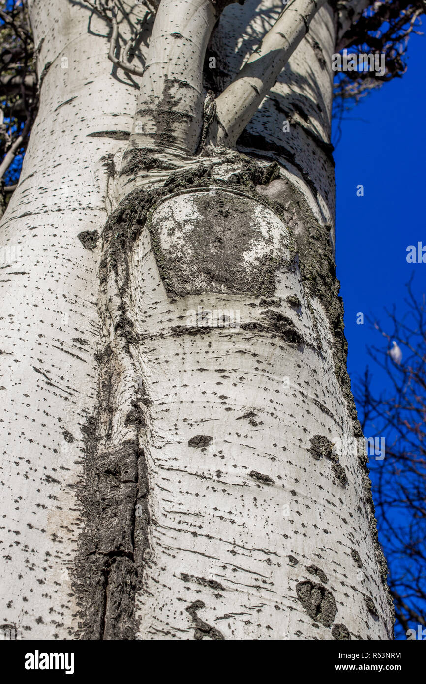 Aspen bark texture closeup hi-res stock photography and images - Alamy