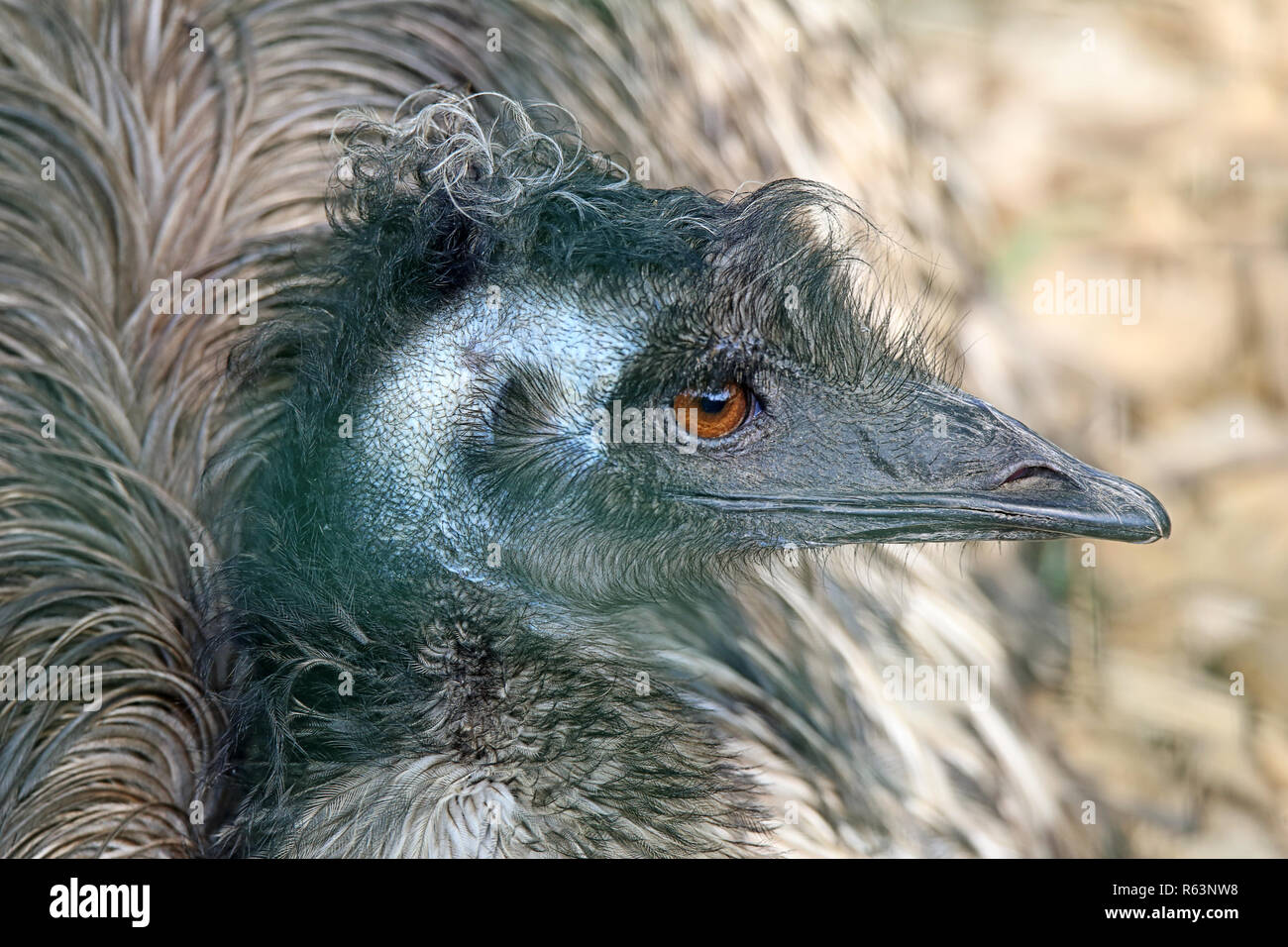 head study great emu dromaius novaehollandiae Stock Photo - Alamy