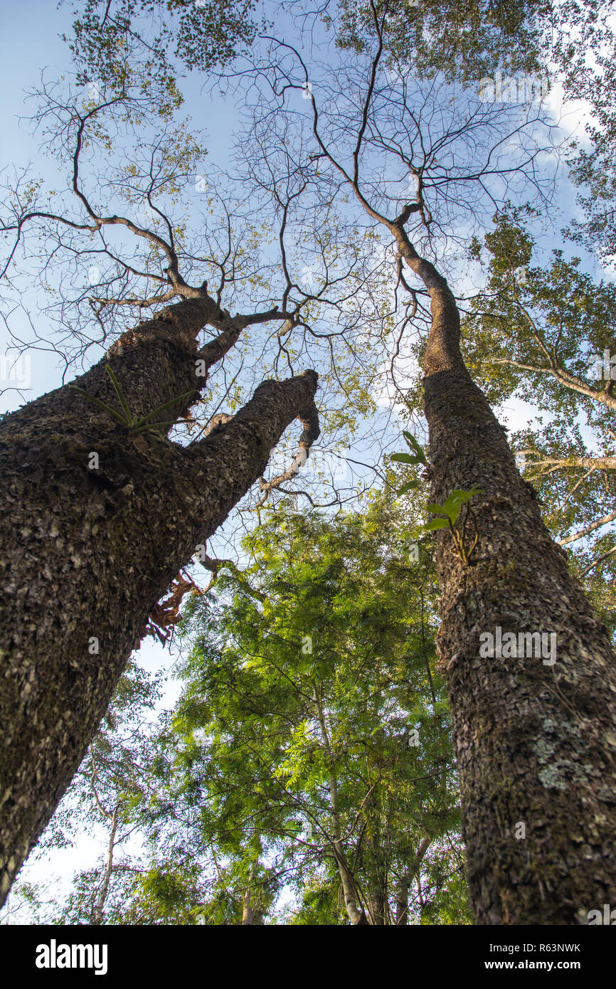 Small Evergreen Tree High Resolution Stock Photography and Images - Alamy
