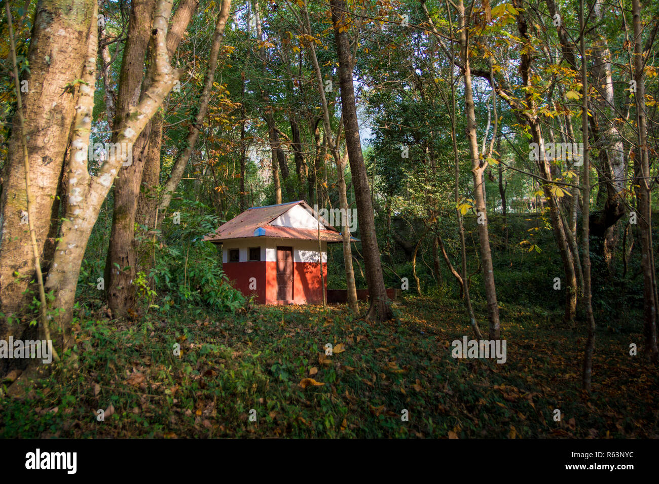 A old non leaving forest house in dense forest Stock Photo - Alamy