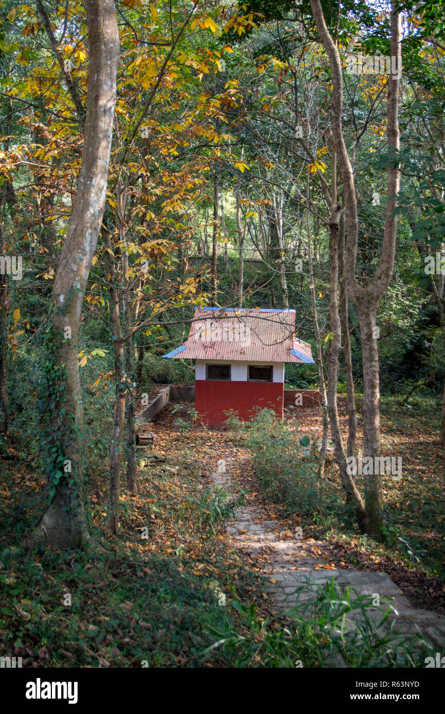 A old non leaving forest house in dense forest Stock Photo - Alamy