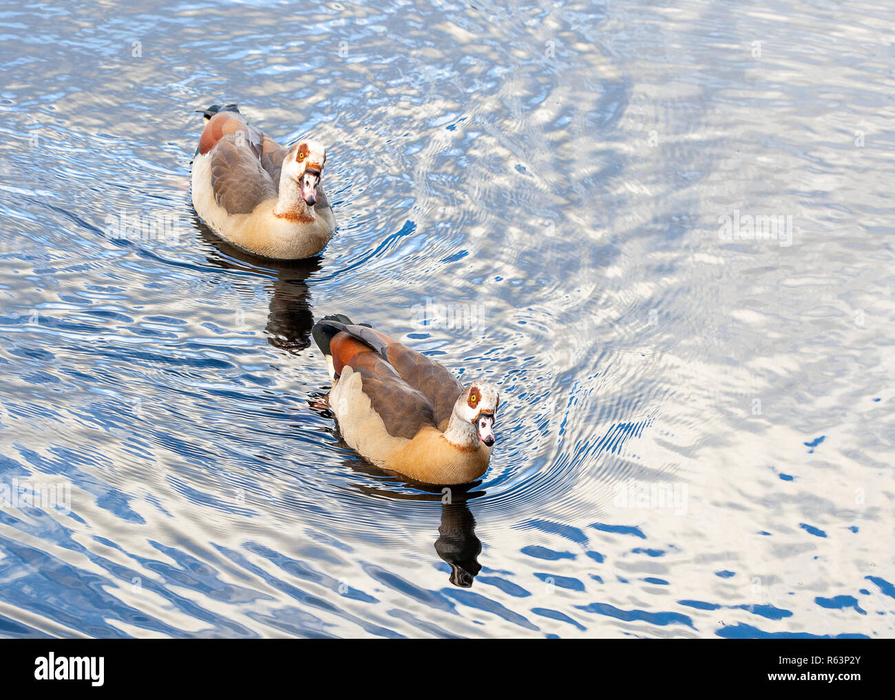 two ducks on the pond in Clissold Park, Stoke Newington, North London ...